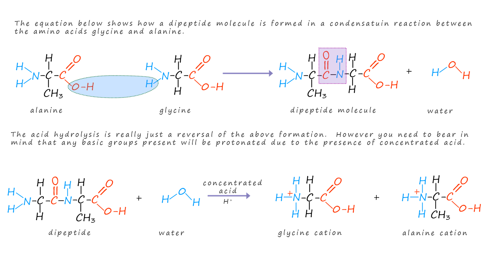 What Are Examples Of Hydrolysis At Kasey Bailey Blog